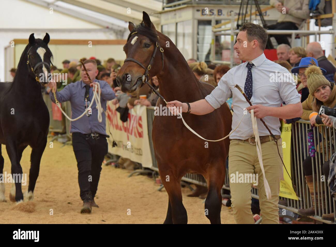 Welsh cob royal hi-res stock photography and images - Alamy
