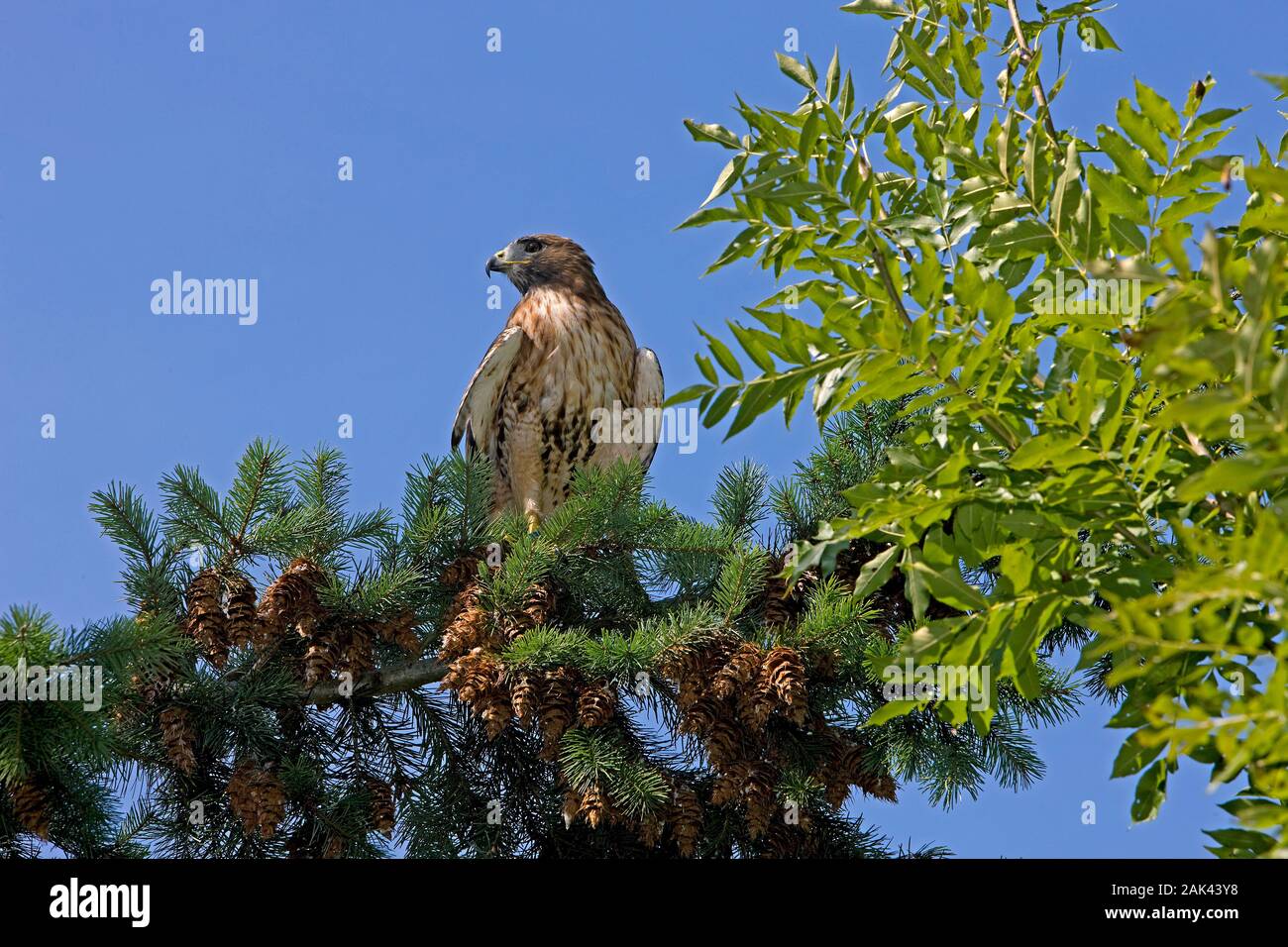 Red tailed hawk standing on hi-res stock photography and images - Alamy