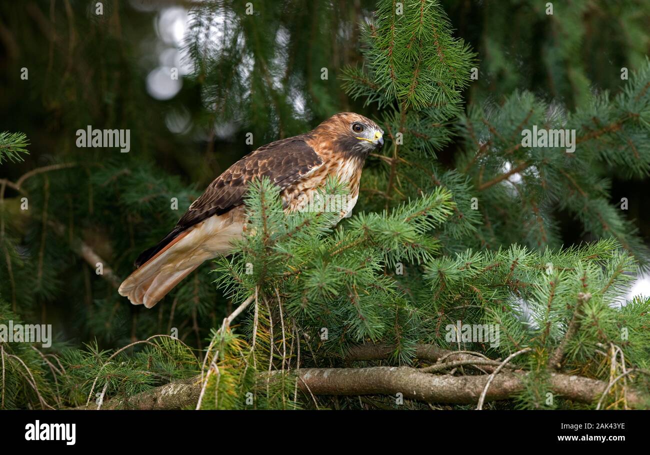 Red tailed hawk standing on hi-res stock photography and images - Alamy