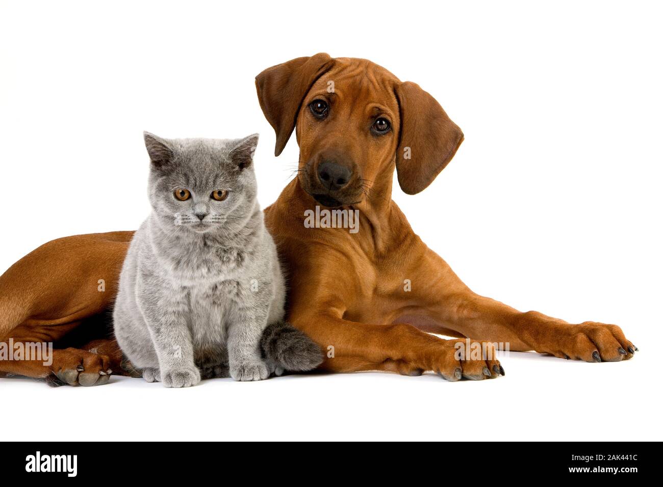 BRITISH SHORTHAIR LILAC MALE CAT AND RHODESIAN RIDGEBACK 3 MONTHS OLD ...
