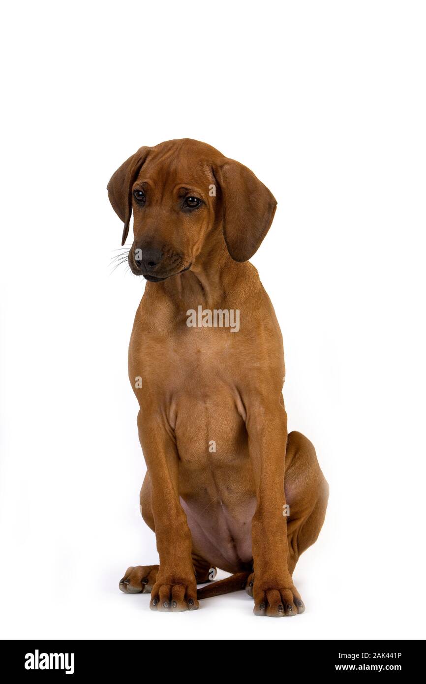 Rhodesian ridgeback puppy Cut Out Stock Images & Pictures - Alamy