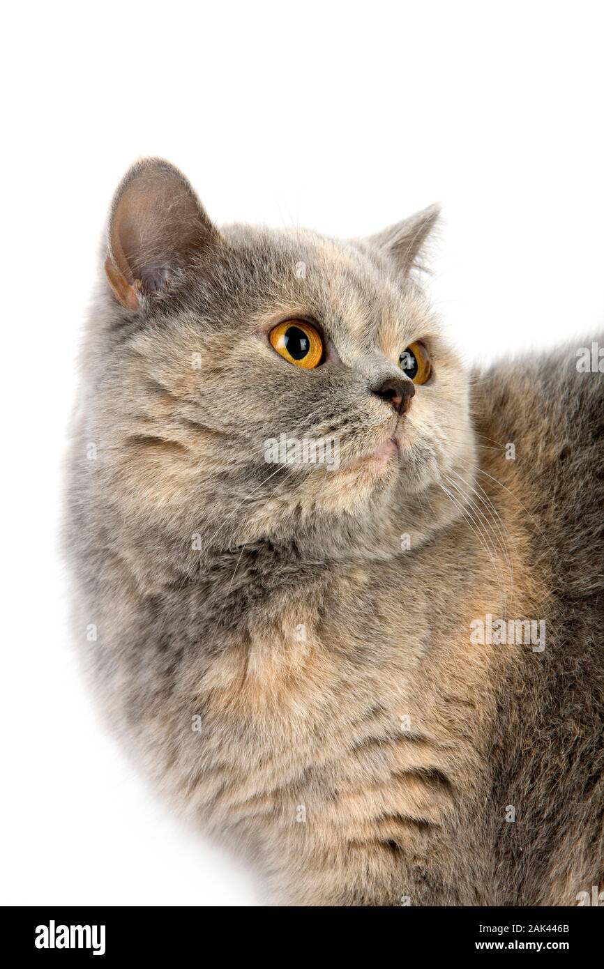 Blue cream british shorthair cat hi-res stock photography and images ...