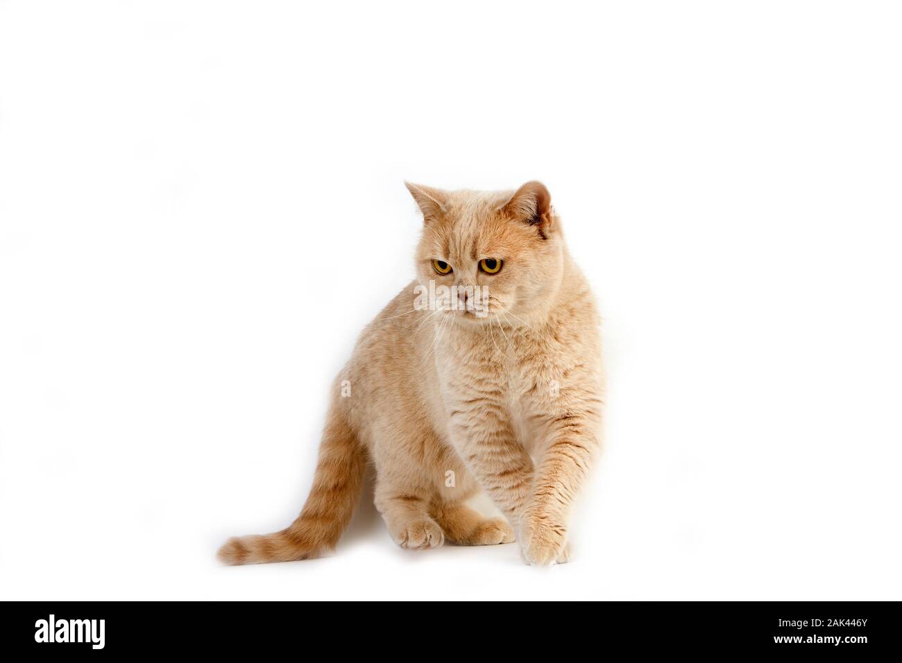 CREAM BRITISH SHORTHAIR CAT, ADULT FEMALE AGAINST WHITE BACKGROUND ...