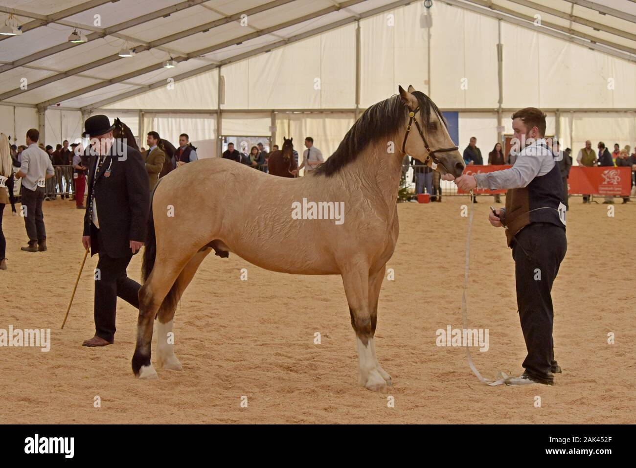 Welsh cob royal hi-res stock photography and images - Alamy