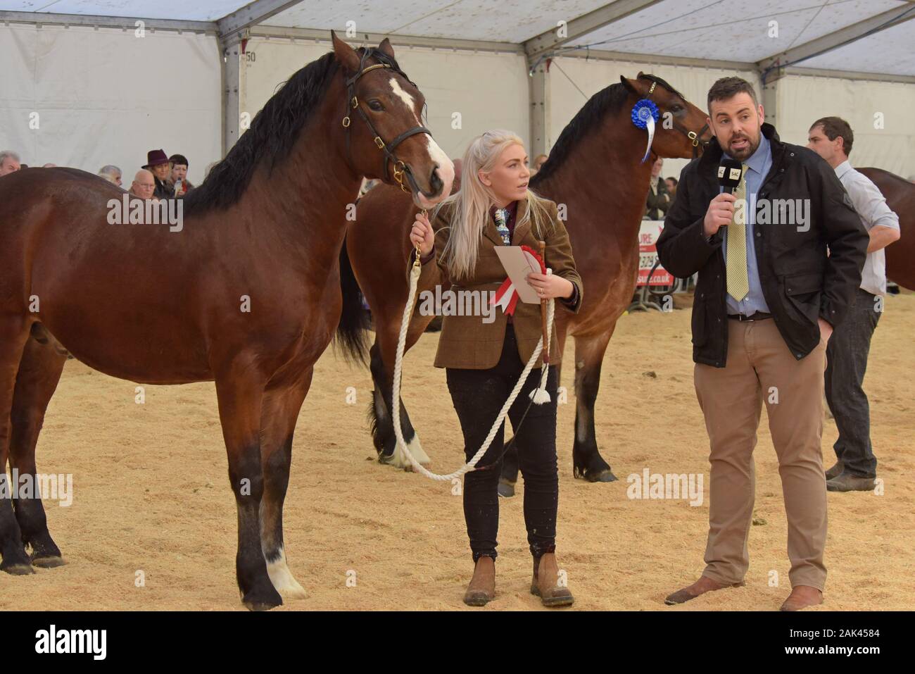 First prize winning owner with a Welsh Cob horse in the show ring being ...