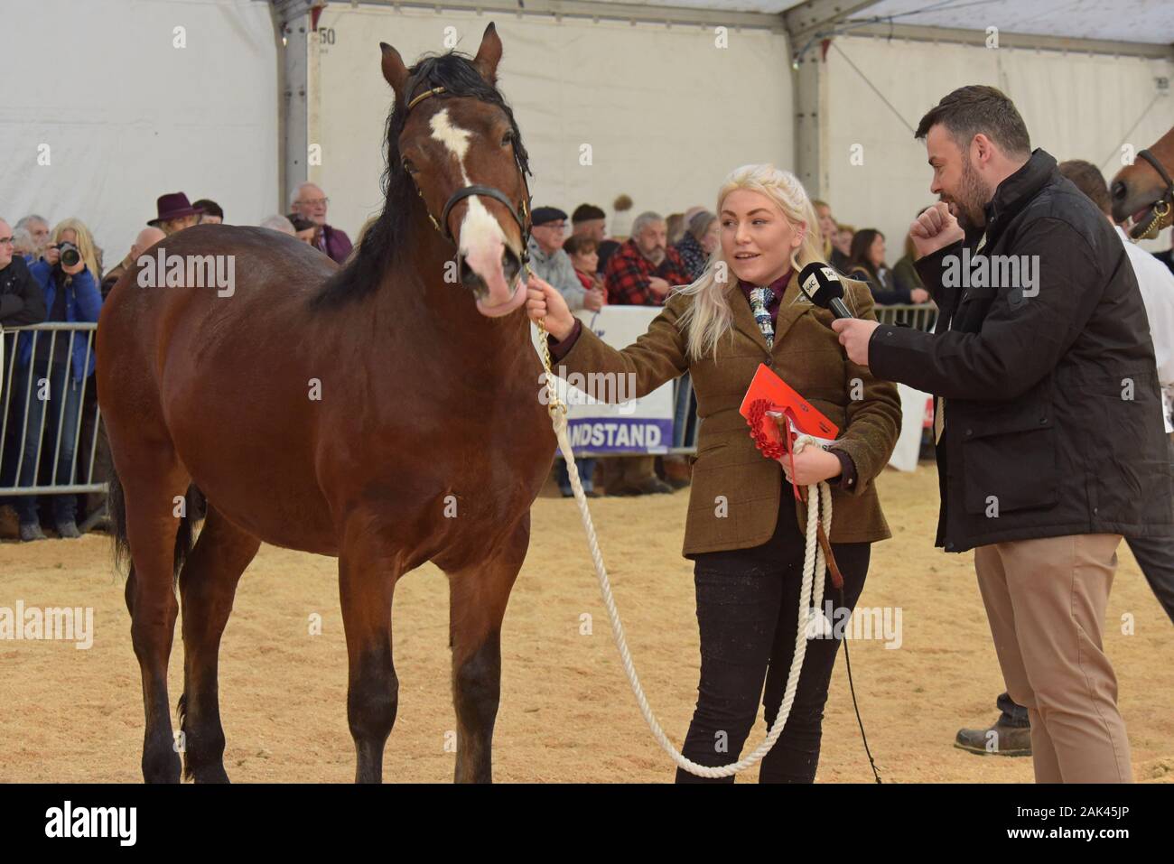 First prize winning owner with a Welsh Cob horse in the show ring being ...