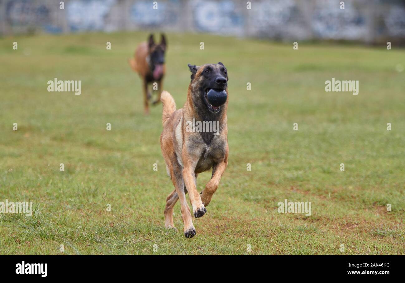 two belgian malinois are playing in a field with ball in the mouth ...