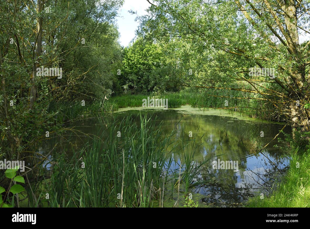 Vogelinsel Altmühlsee, Altmühltal | usage worldwide Stock Photo - Alamy