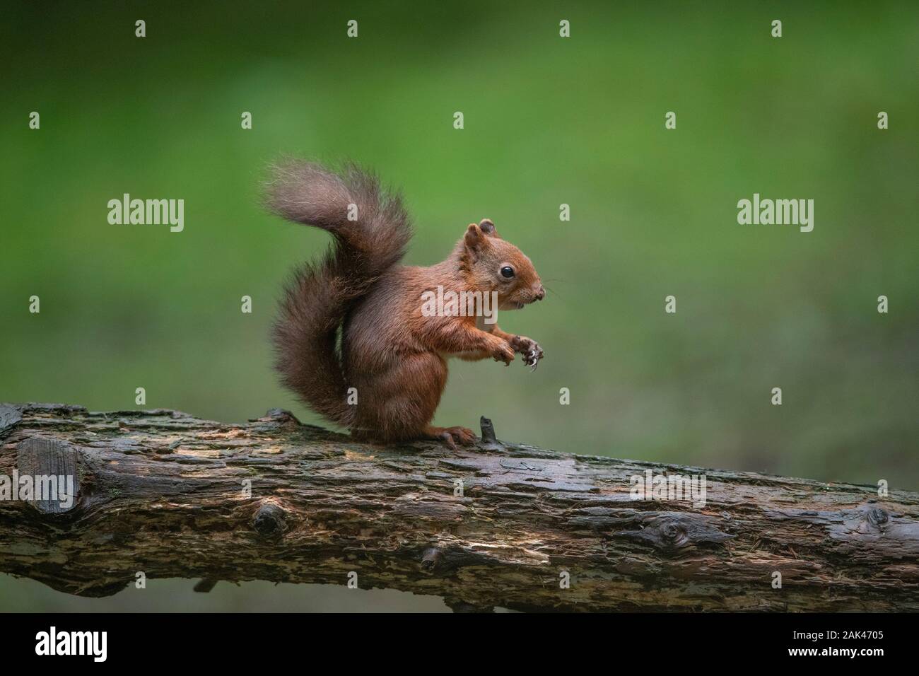Red Squirrel - Sciurus vulgaris on fallen tree in woodland Stock Photo ...