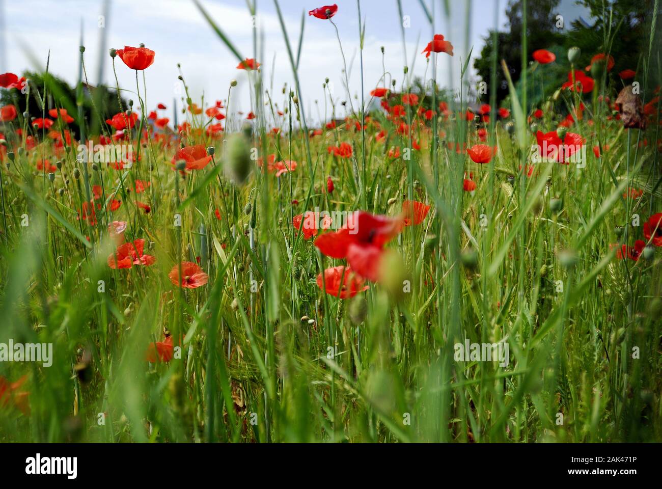Mohnblumenfeld in Spalt, Altmühltal | usage worldwide Stock Photo - Alamy