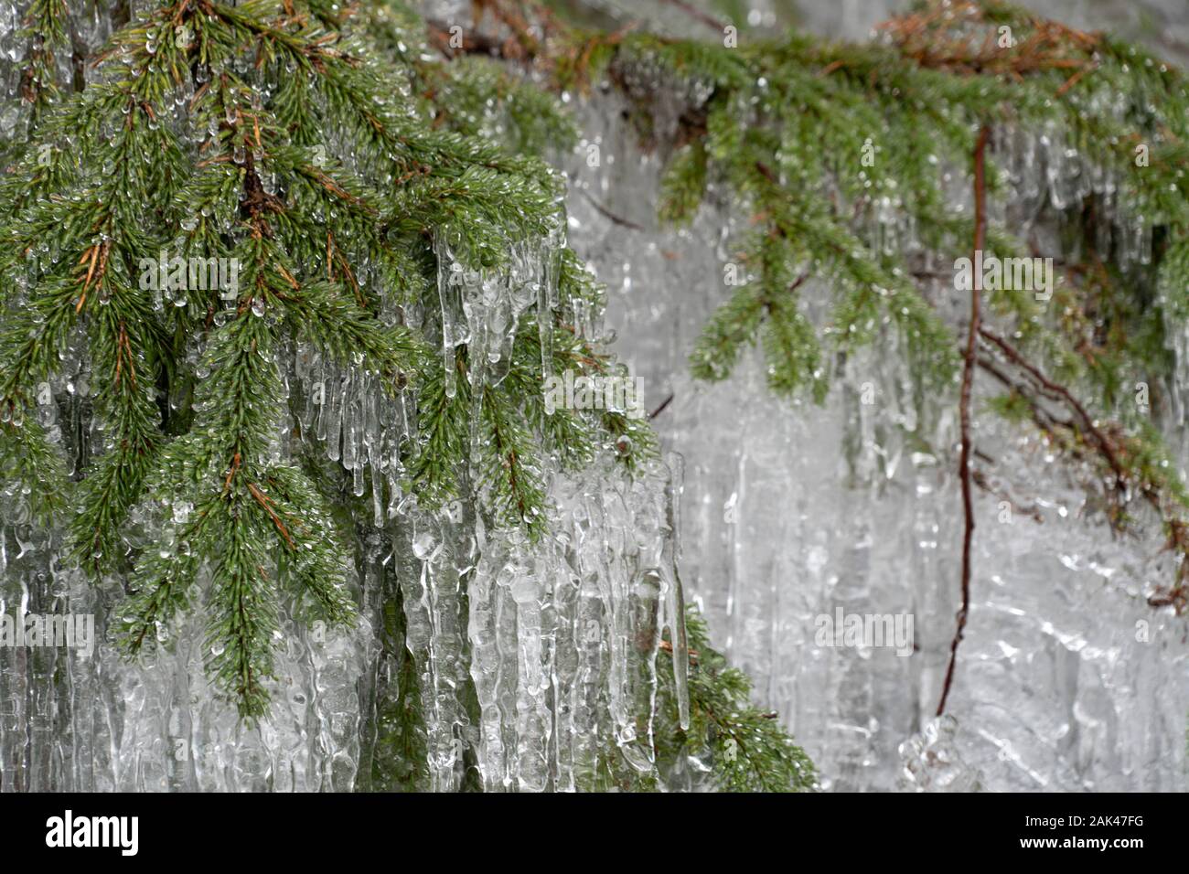 icicles frozen ice on tree branches in Winter season Stock Photo - Alamy