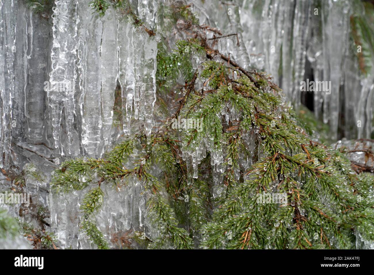icicles frozen ice on tree branches in Winter season Stock Photo - Alamy