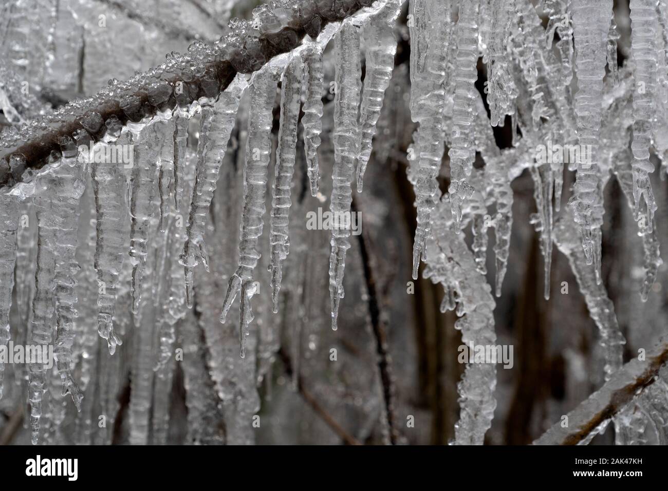 icicles frozen ice on tree branches in Winter season Stock Photo - Alamy