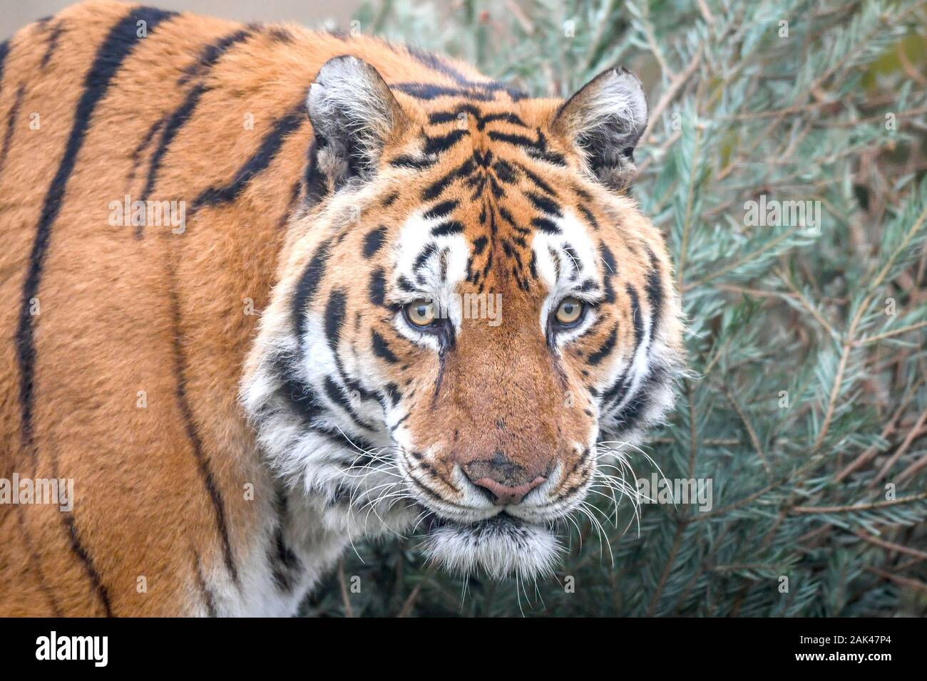 Zoo and animals hi-res stock photography and images - Alamy