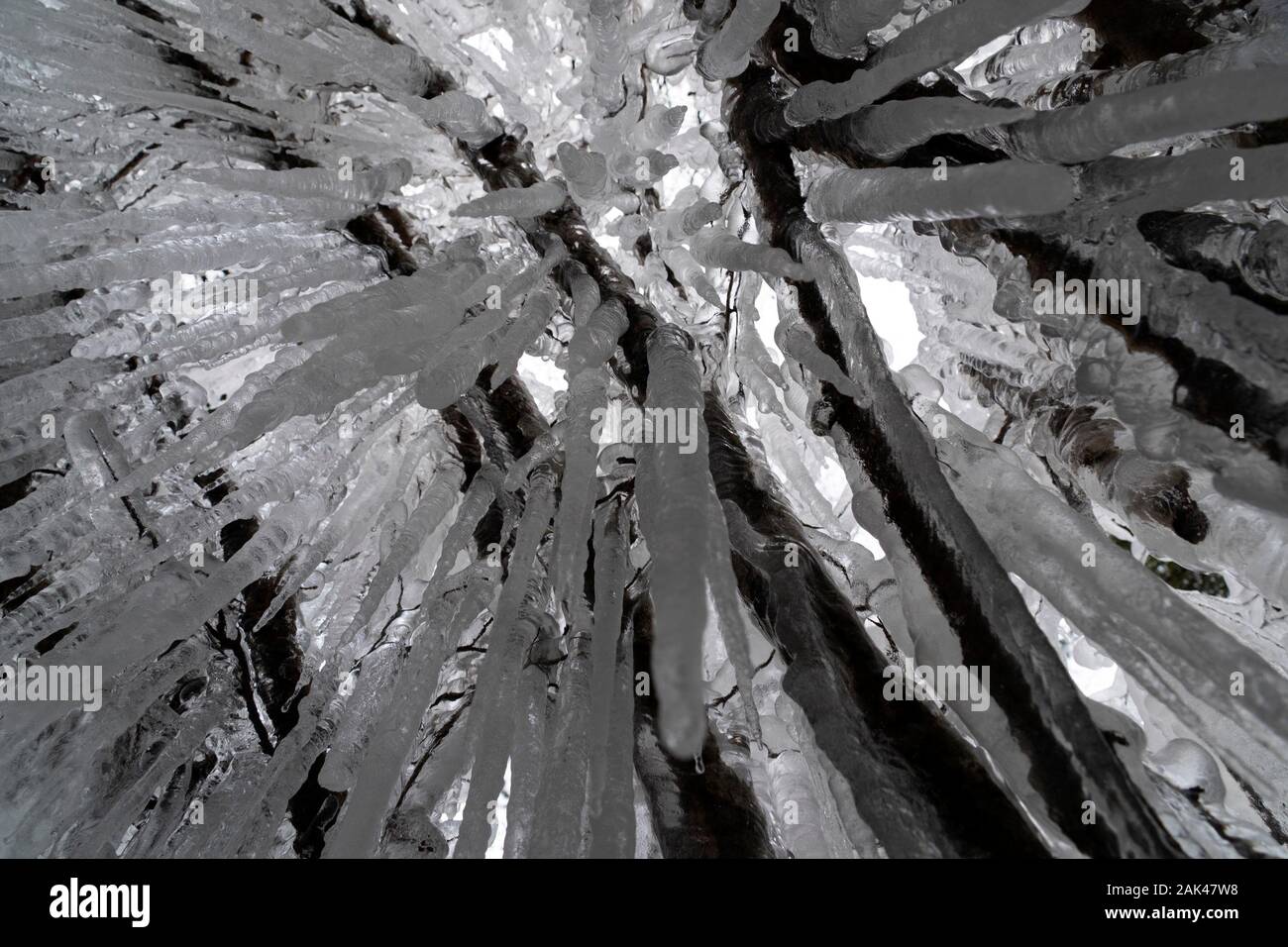 icicles frozen ice on tree branches in Winter season Stock Photo - Alamy