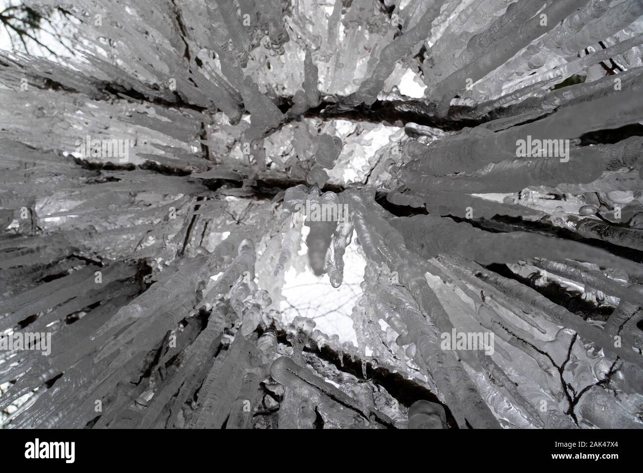 icicles frozen ice on tree branches in Winter season Stock Photo - Alamy