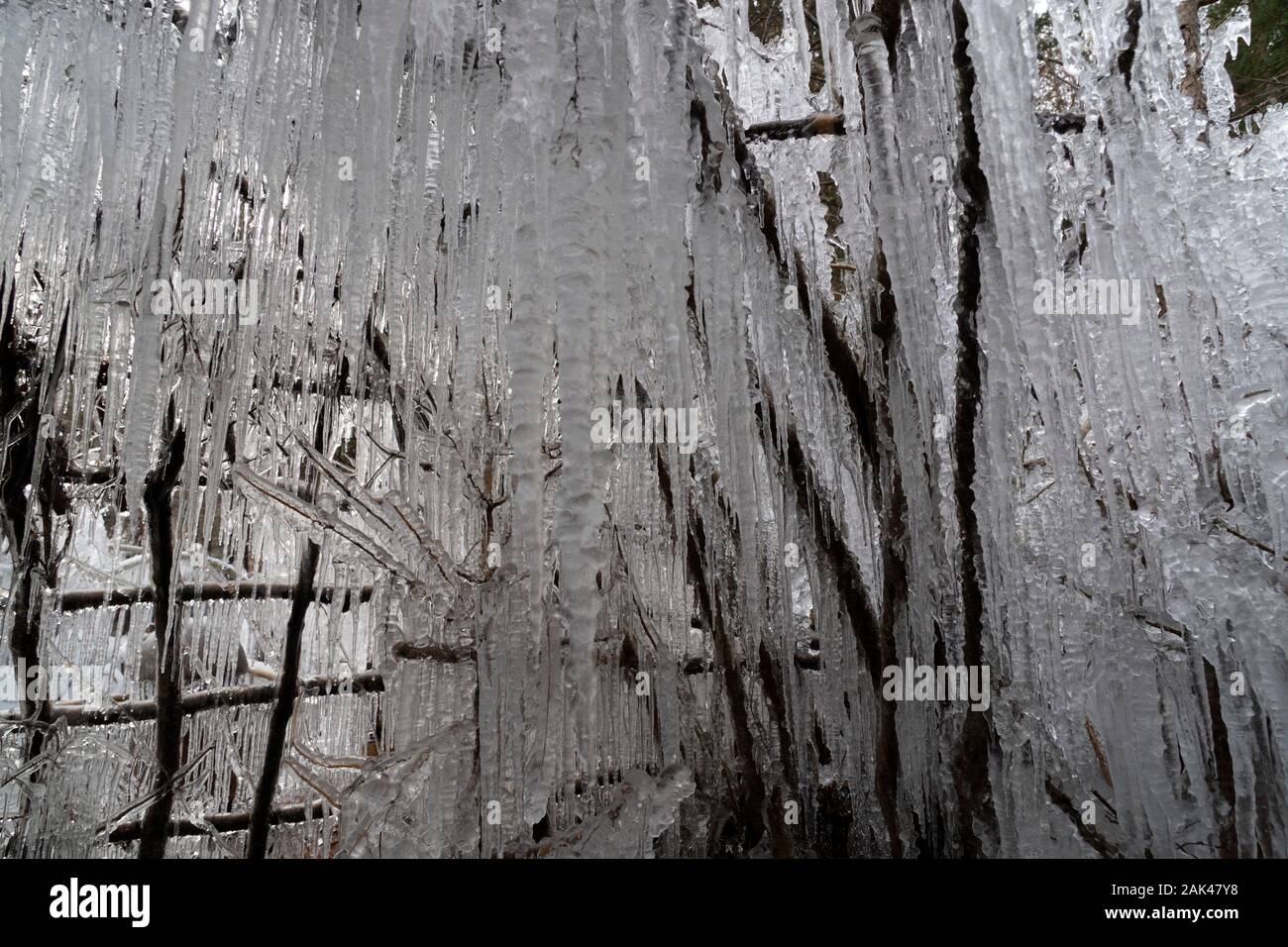 icicles frozen ice on tree branches in Winter season Stock Photo - Alamy