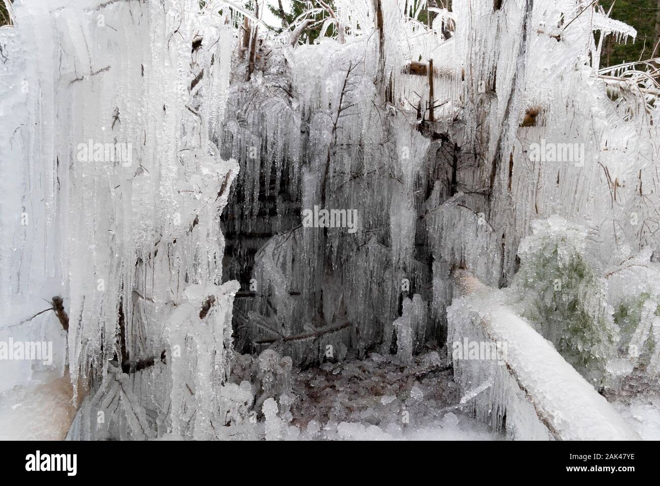 icicles frozen ice on tree branches in Winter season Stock Photo - Alamy