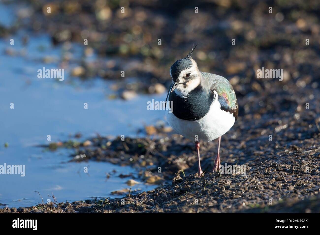 Lapwing uk birds hi-res stock photography and images - Alamy