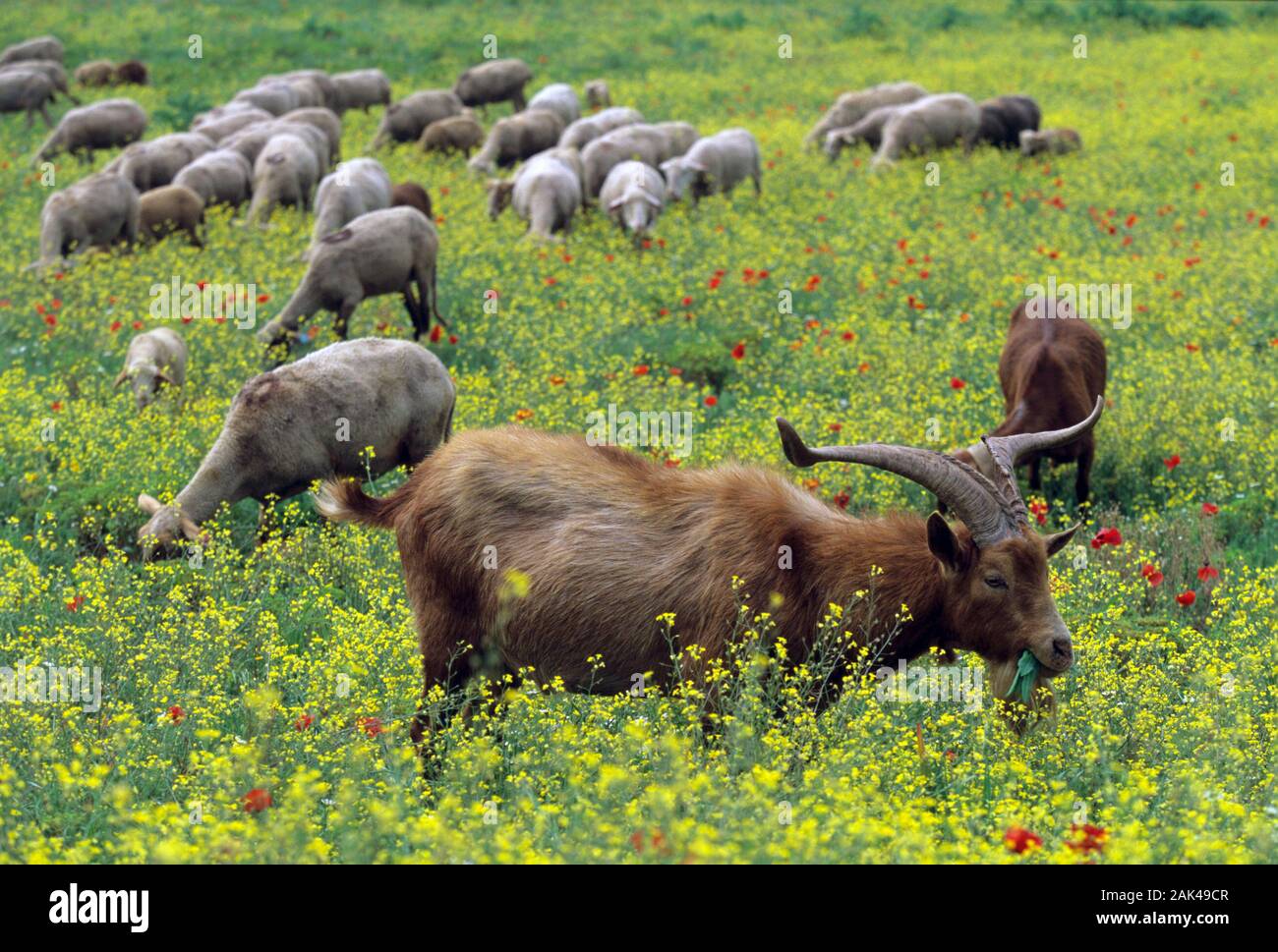 France: Provence - Billy Goat with Flock on the Pasture | usage ...