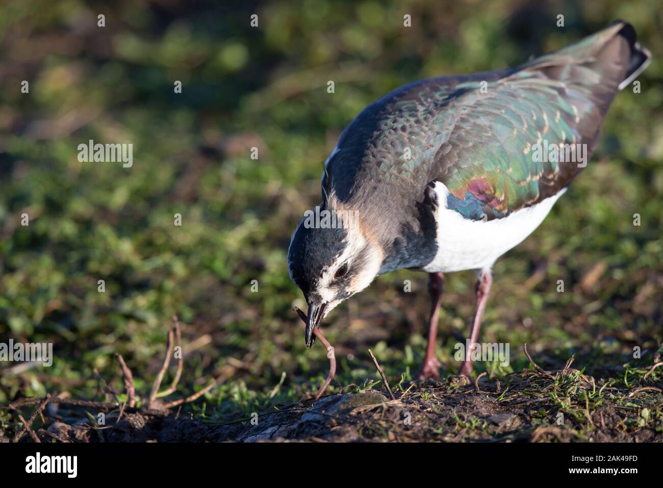 Lapwing peewit bird hi-res stock photography and images - Alamy
