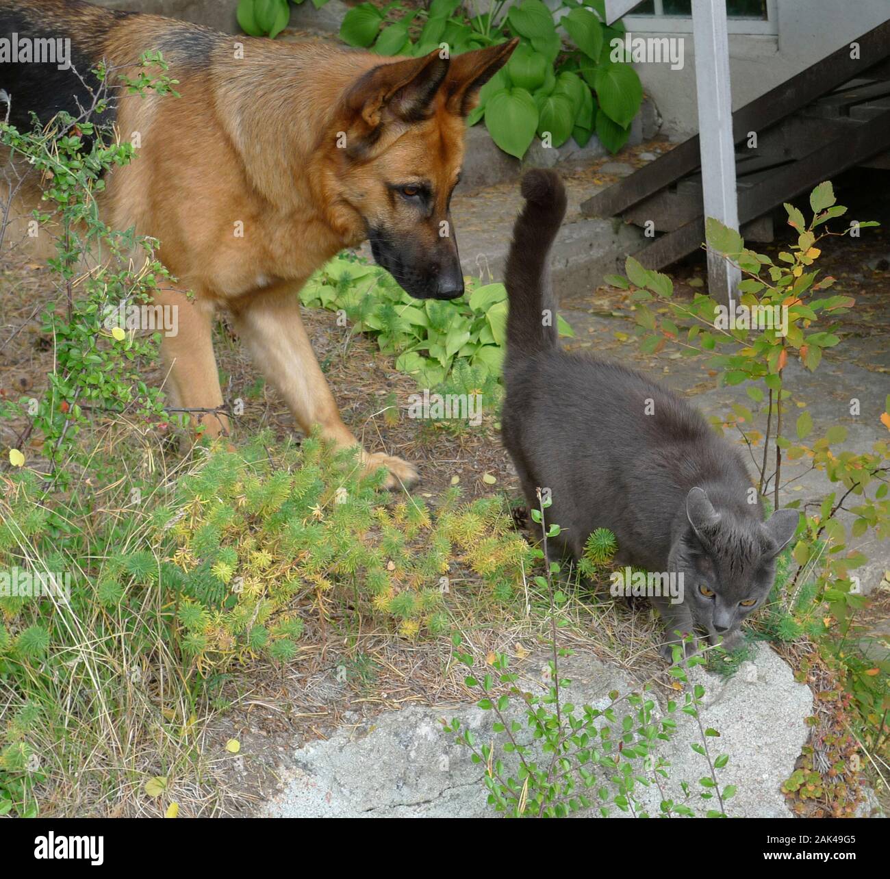 German shepherd follows a cat Stock Photo - Alamy