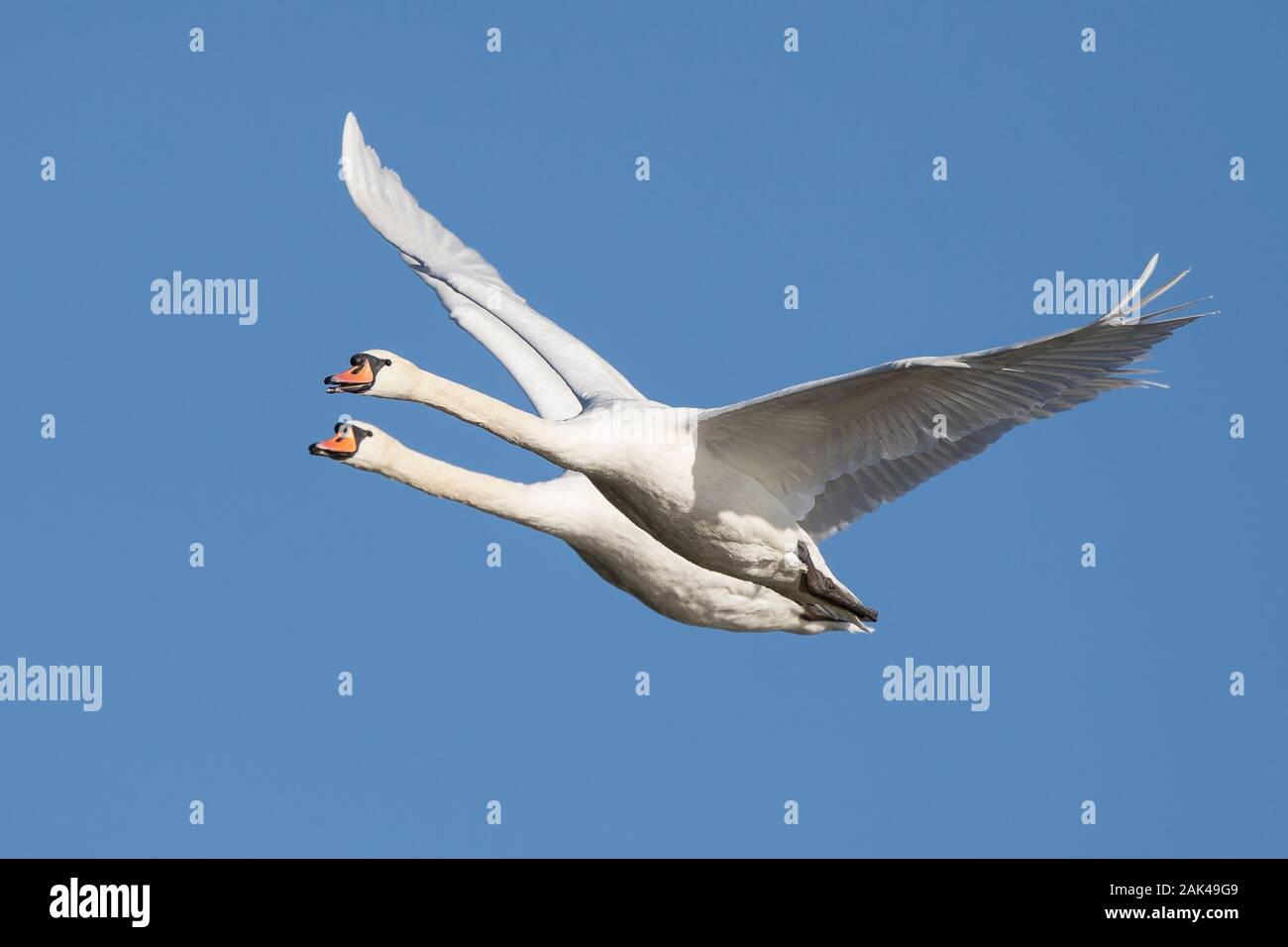 Two swans together hi-res stock photography and images - Alamy