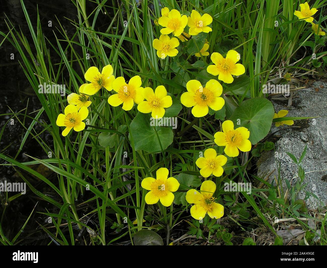 Yellow flowers caltha palustris hi-res stock photography and images - Alamy