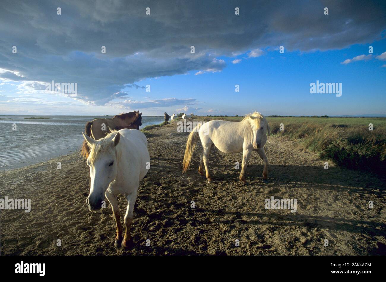 France: Provence - Wild Horses in the Camargue | usage worldwide Stock ...