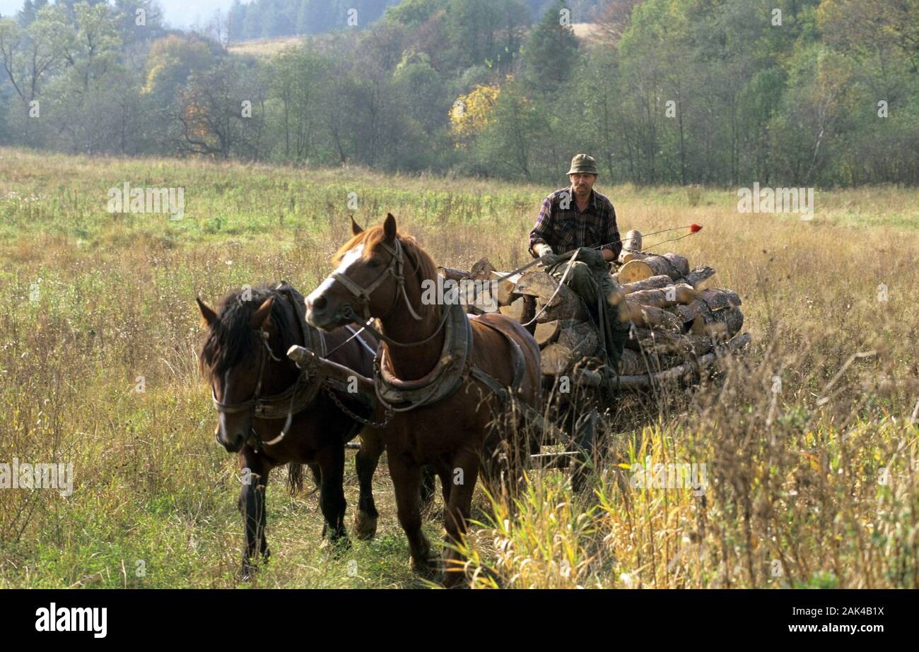 Panje horse cart hi-res stock photography and images - Alamy