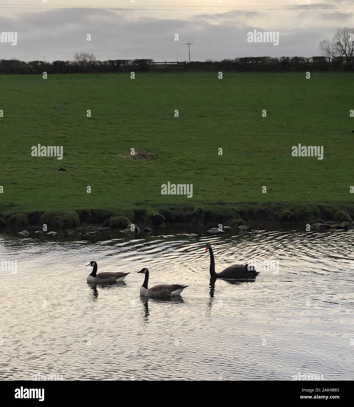 Black swan pictured at Rodley Leeds canal Stock Photo - Alamy