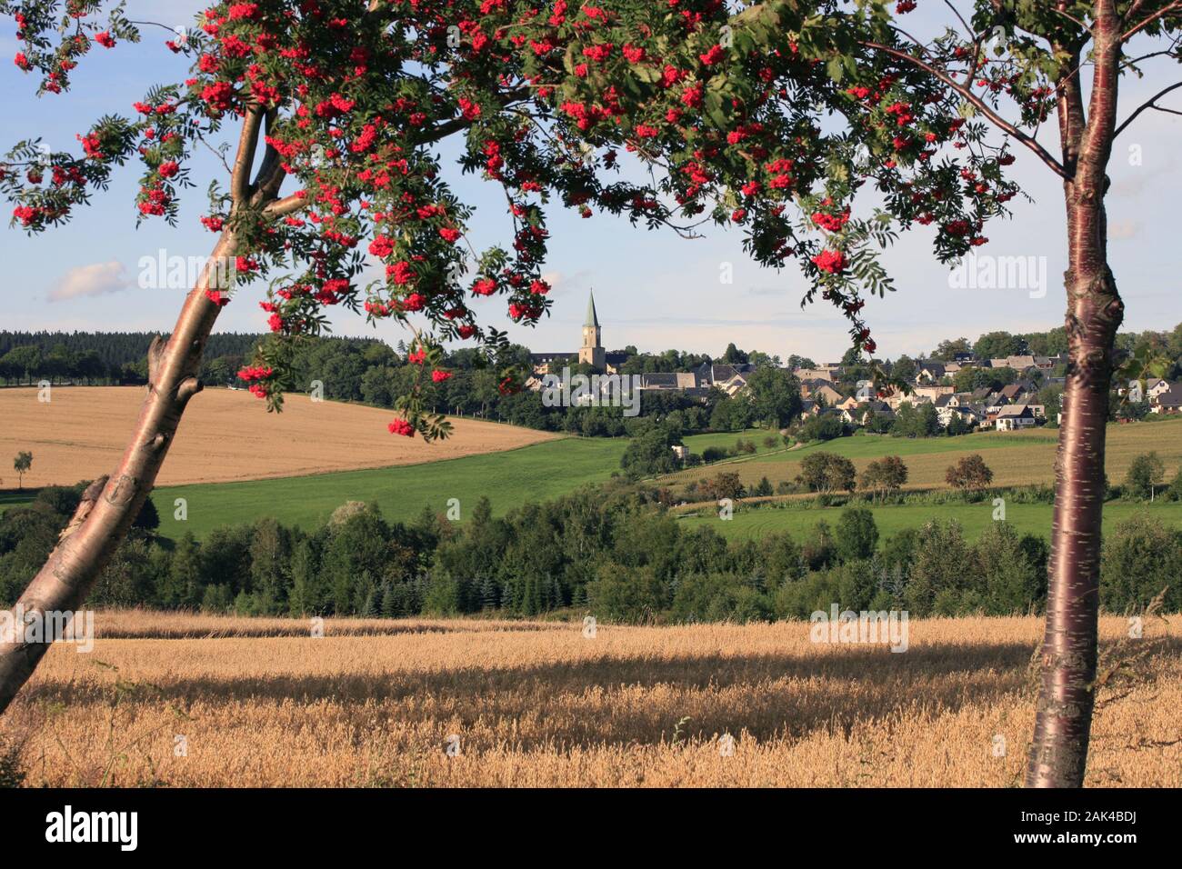 Germany: Ore Mountains - Rowan Trees near Sayda | usage worldwide Stock ...