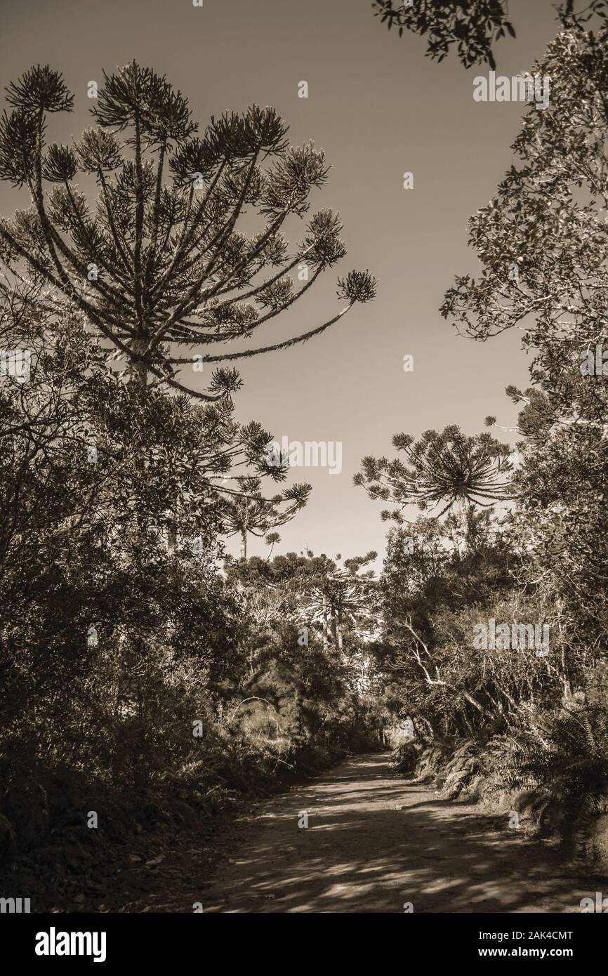 Pathway in forest with pine trees at the Aparados da Serra National ...