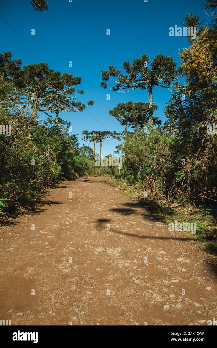 Pathway in forest with pine trees at the Aparados da Serra National ...