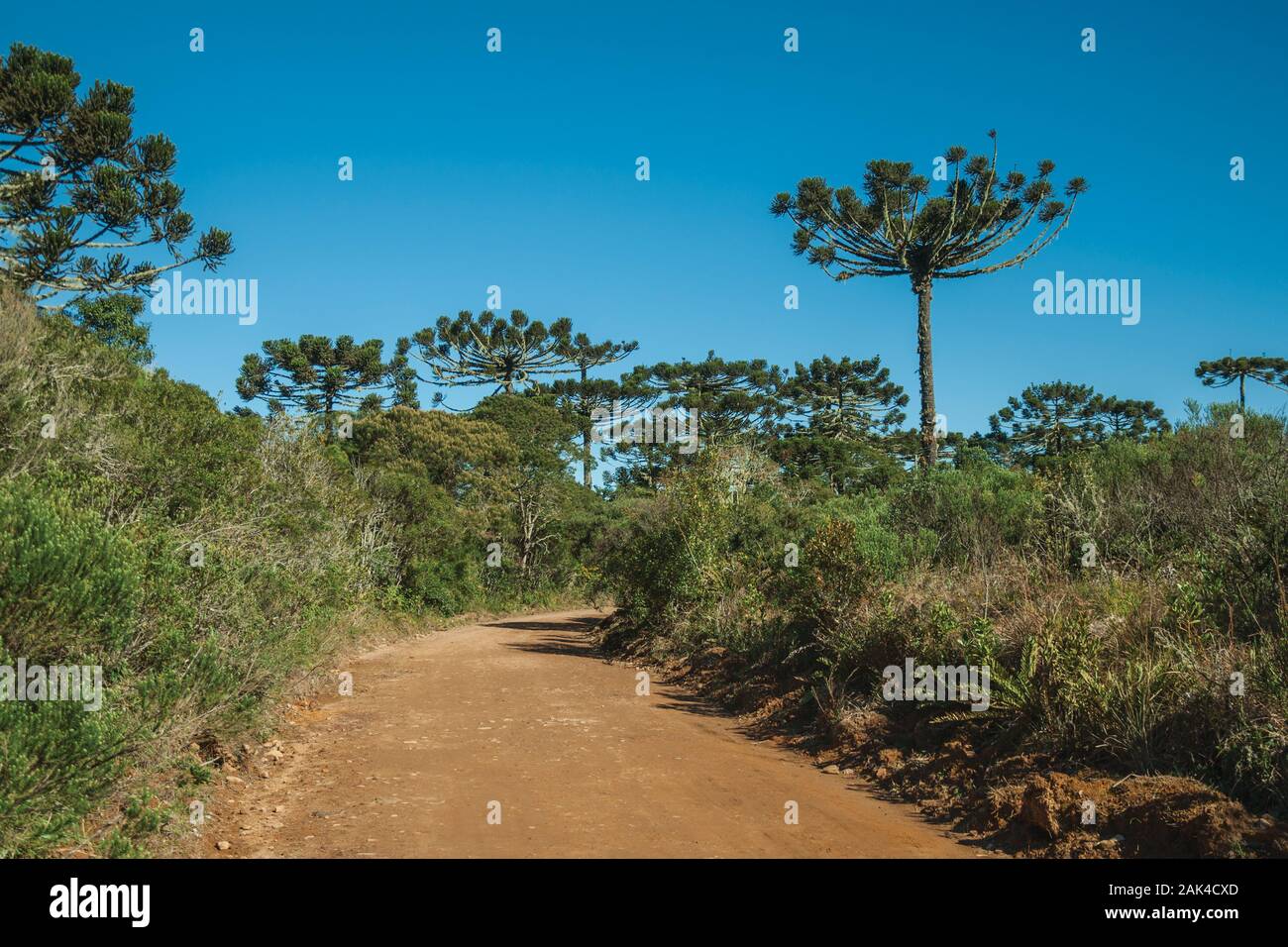 Pathway in forest with pine trees at the Aparados da Serra National ...