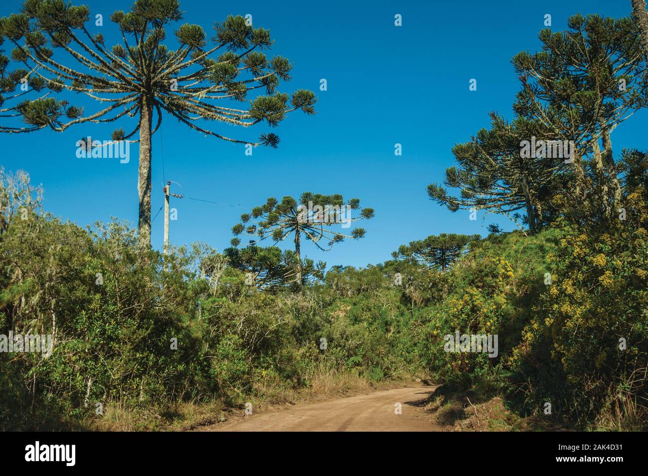Pathway in forest with pine trees at the Aparados da Serra National ...