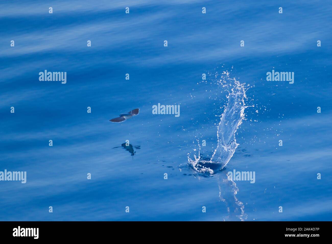 Flyingfish hi-res stock photography and images - Alamy