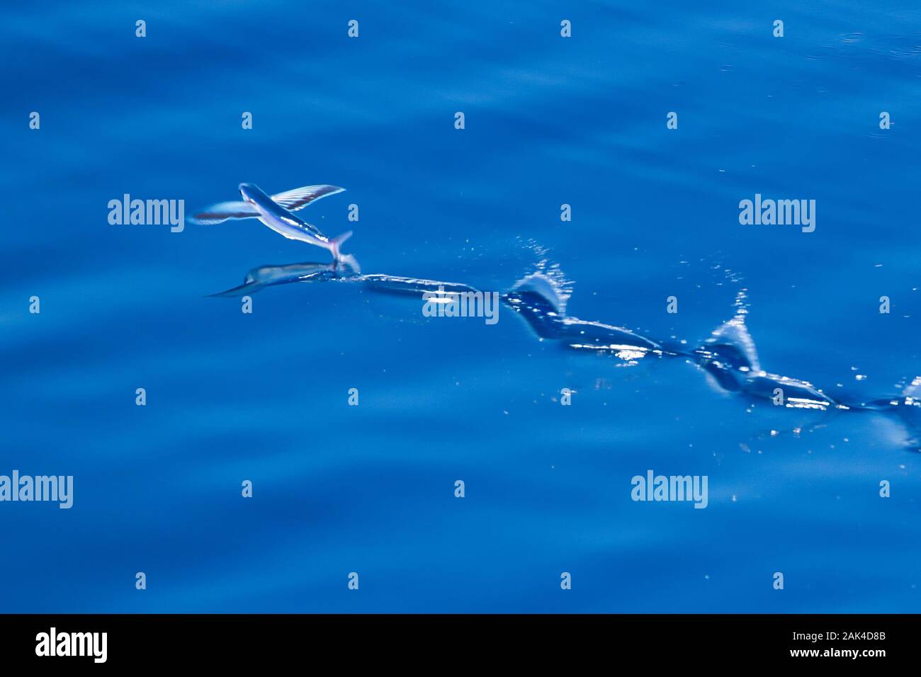 Flyingfish hi-res stock photography and images - Alamy
