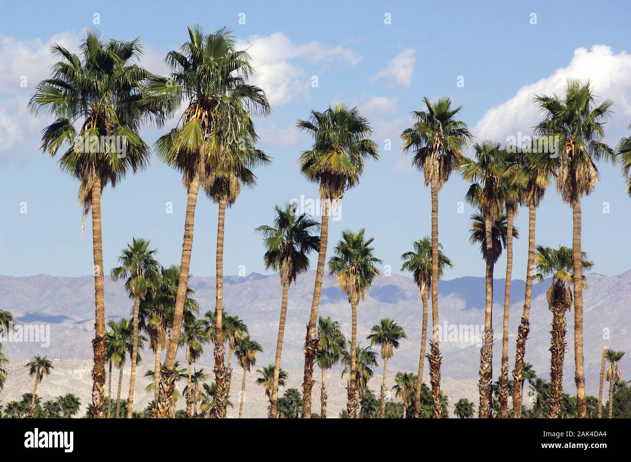 Palmen in Palm Springs, Kalifornien, USA | usage worldwide Stock Photo ...