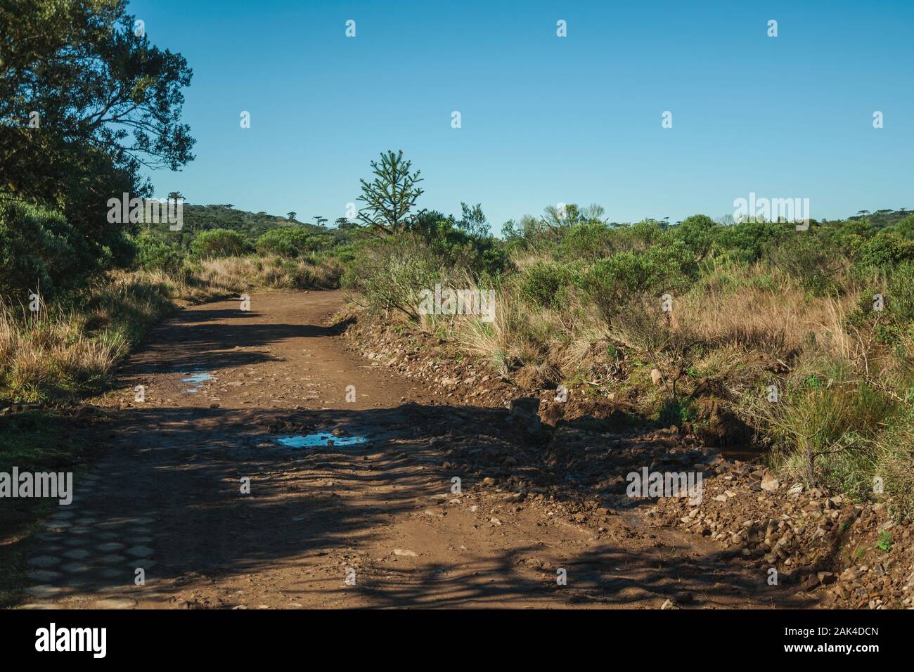 Pathway in forest with pine trees at the Aparados da Serra National ...