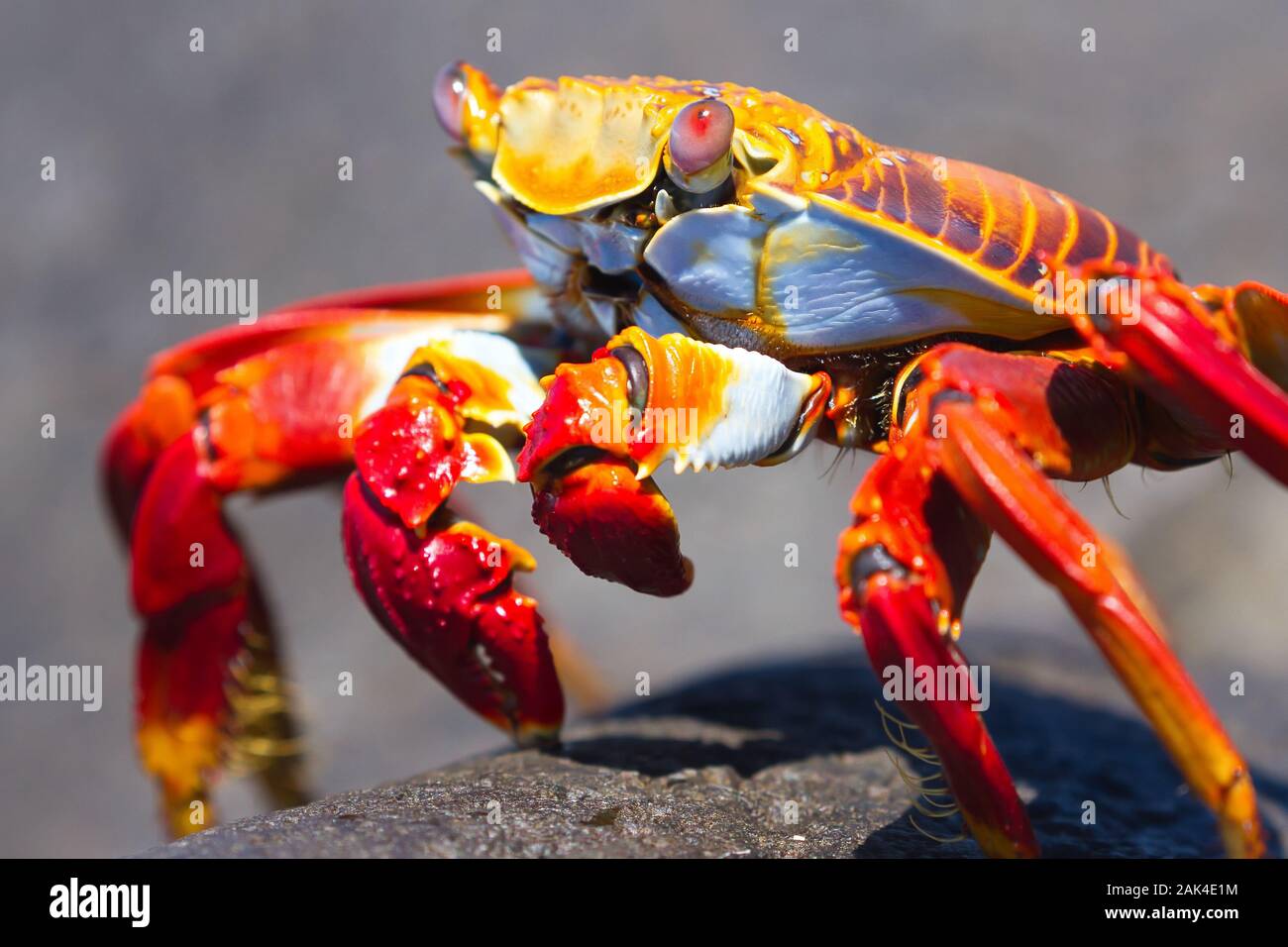 Sally Lightfoot Crab Grapsus grapsus on Galapagos Islands, Ecuador ...