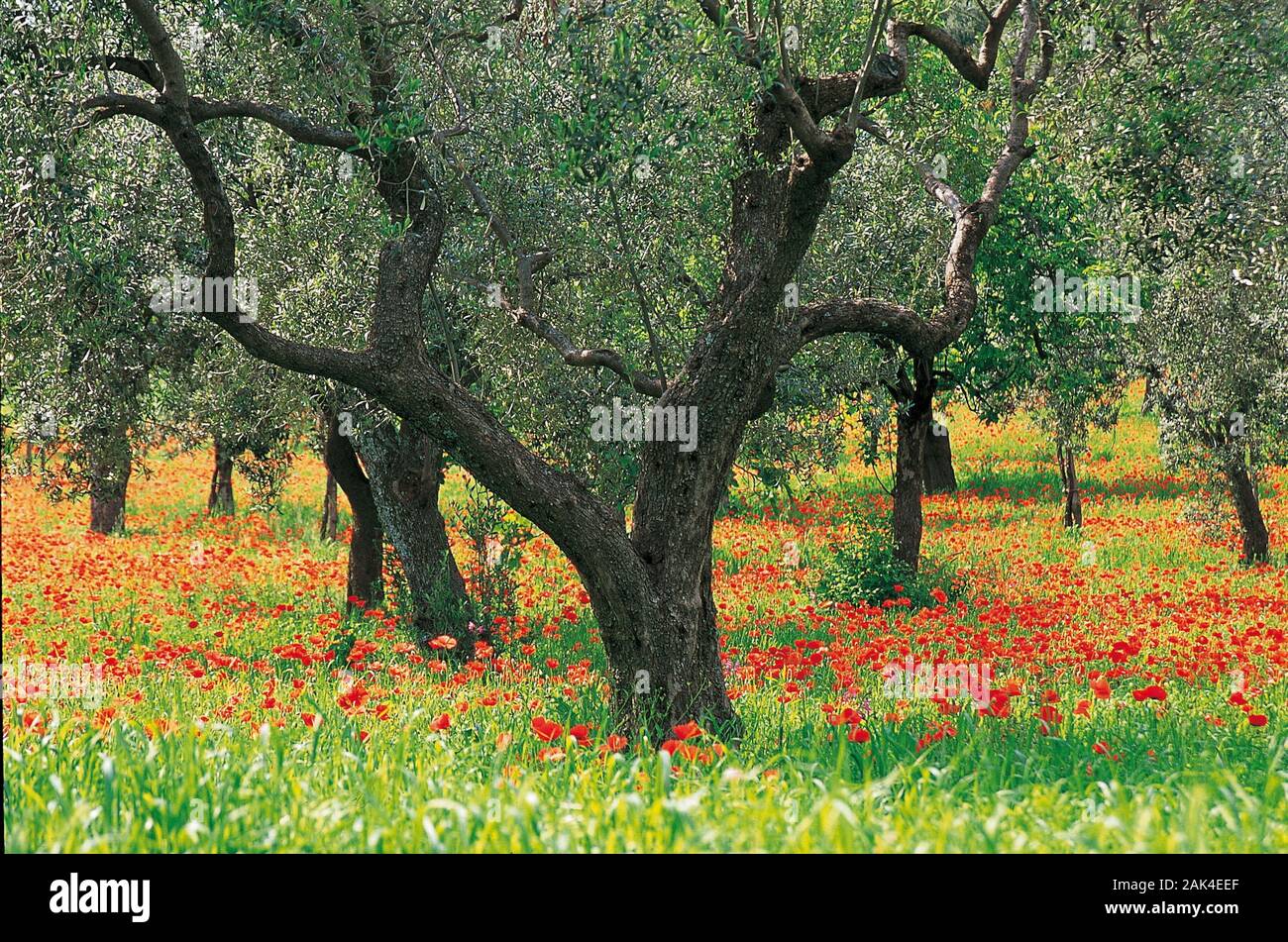 Olivenbäume im Nationallpark Cilento, Italien | usage worldwide Stock ...