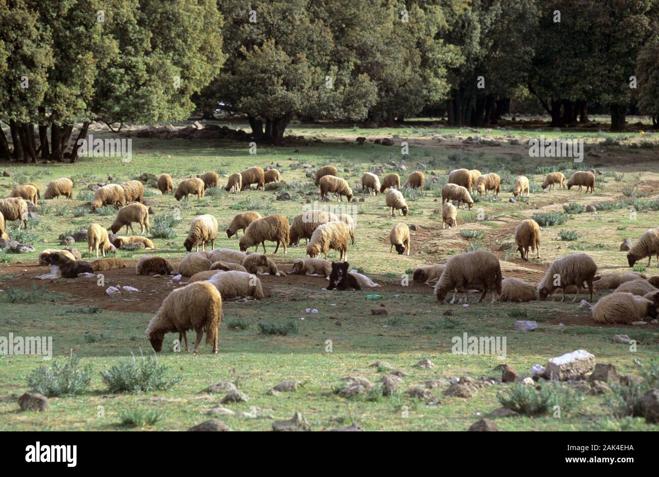 Morocco: Sheep on a Meadow in the Middle Atlas | usage worldwide Stock ...