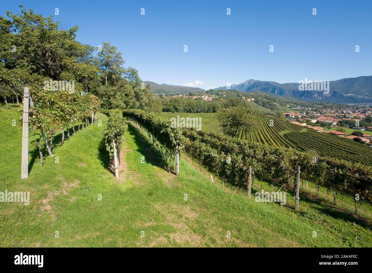 View of grapevines in Stabio, one of the traditional viticultural ...