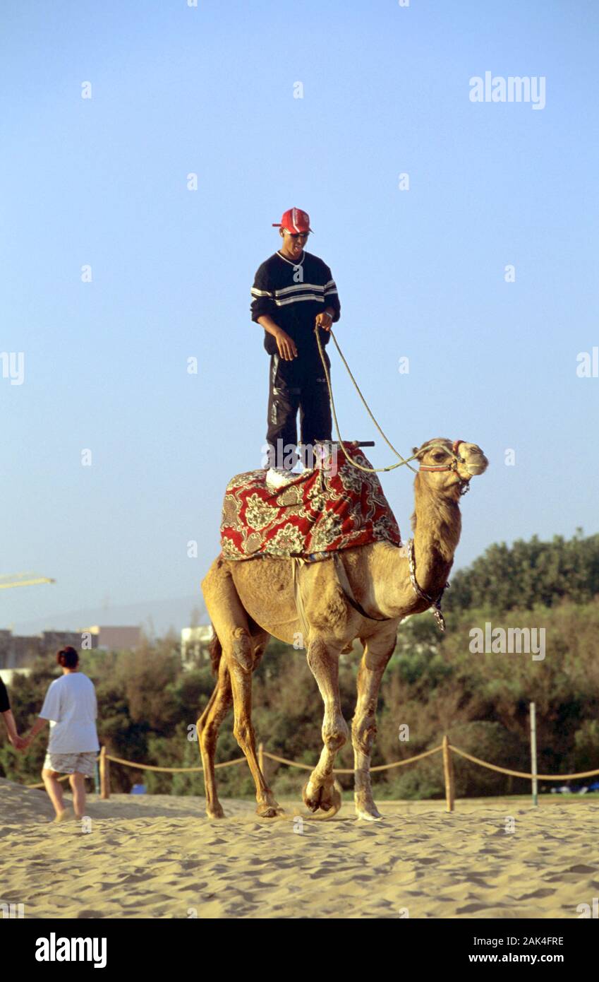 Morocco: Agadir - Man is Balancing on a Camel | usage worldwide Stock ...