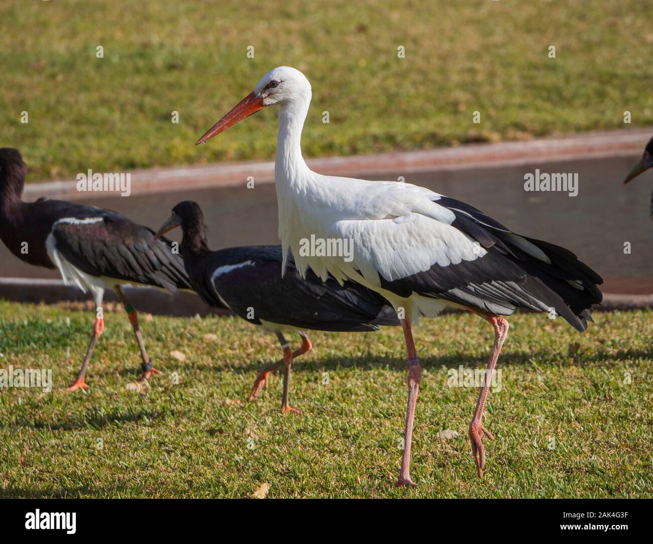 Stork ring hi-res stock photography and images - Alamy