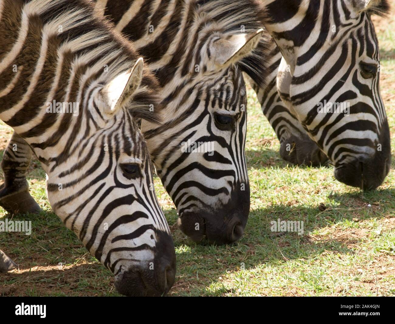 Nationalpark brijuni hi-res stock photography and images - Alamy