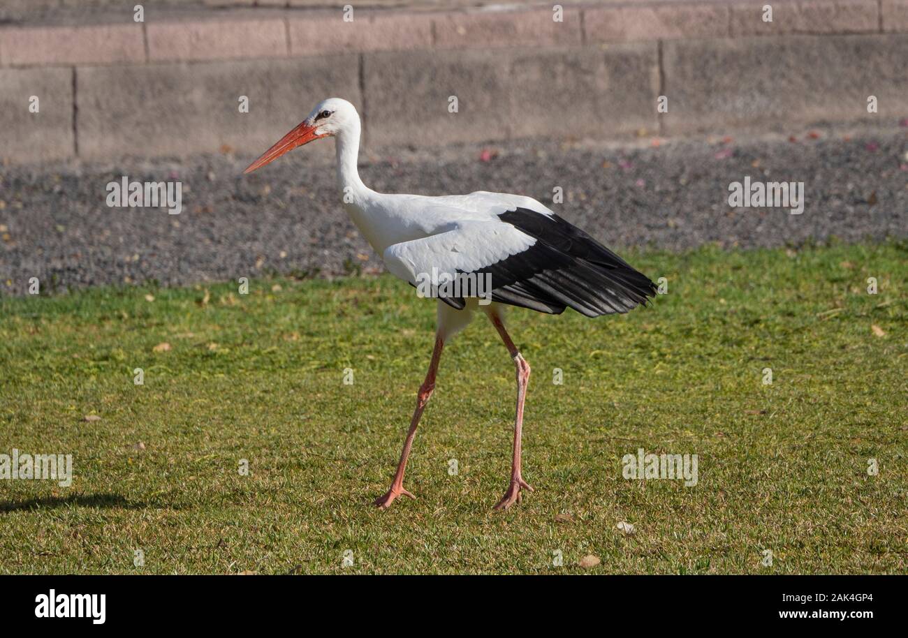 Stork ring hi-res stock photography and images - Alamy