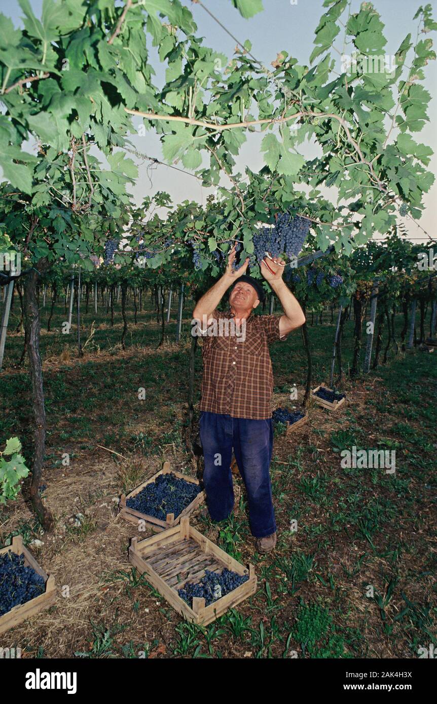 A man gathering red grapes in the Valpolicella region, an Italian ...