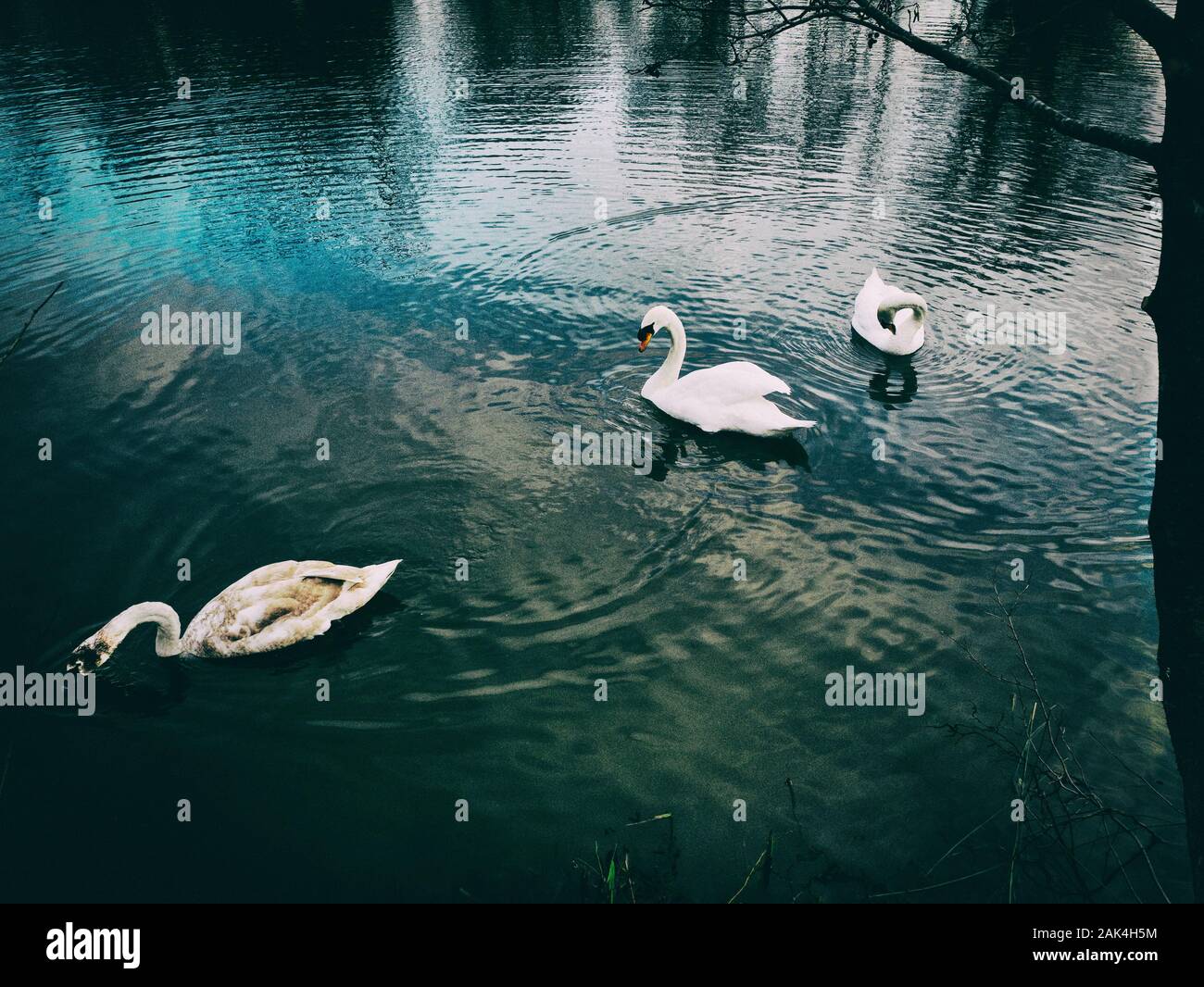 Feathered family hi-res stock photography and images - Alamy